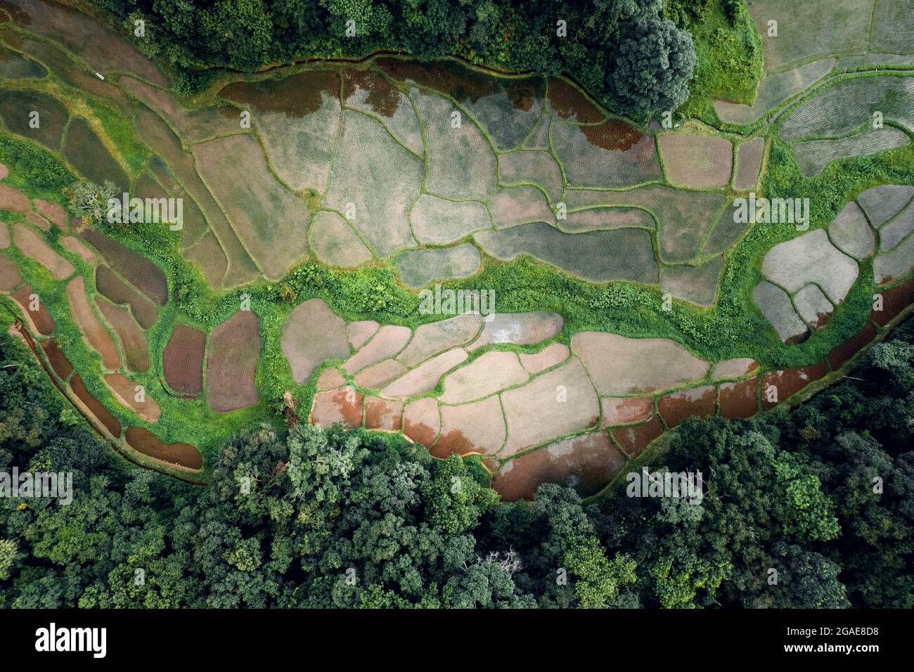 Aerial view of terraced rice fields in the forest Stock Photo - Alamy