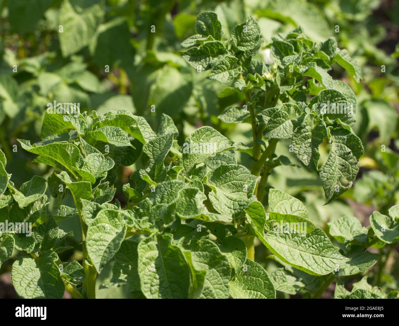 Potato bush in the garden, close-up. Potato stalks in the home garden ...
