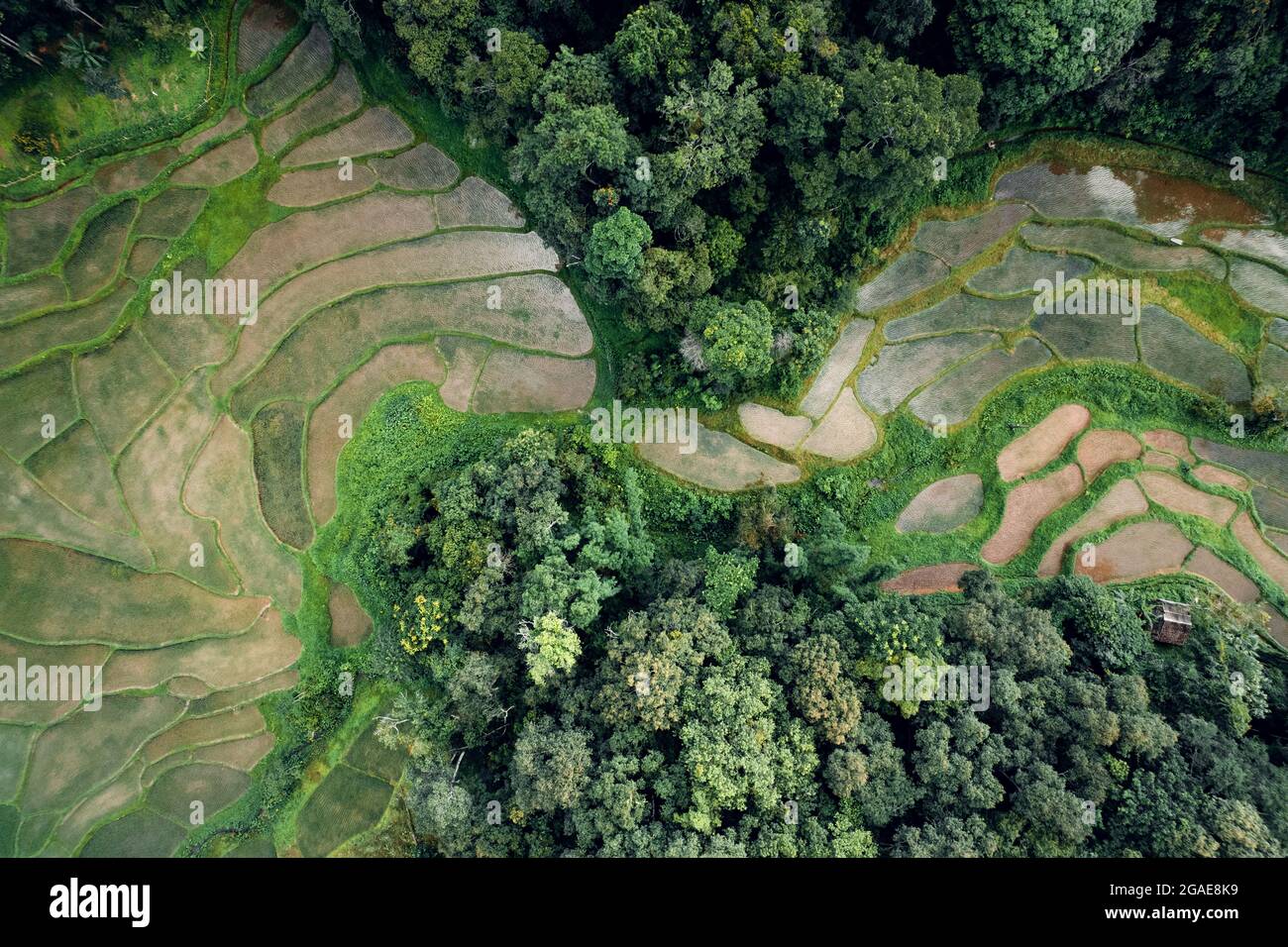Aerial view of terraced rice fields in the forest Stock Photo - Alamy