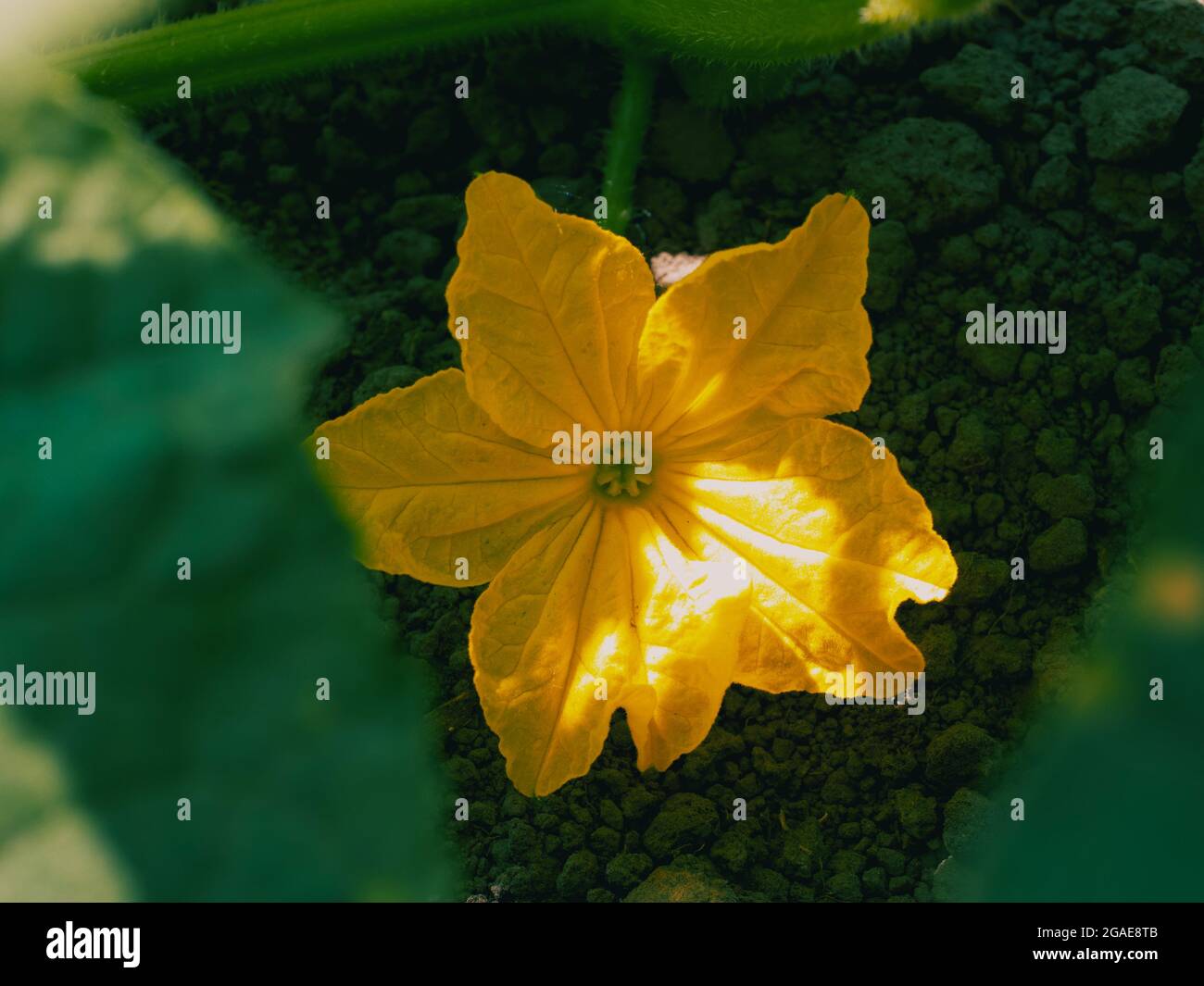 Cucumber flower hi-res stock photography and images - Alamy