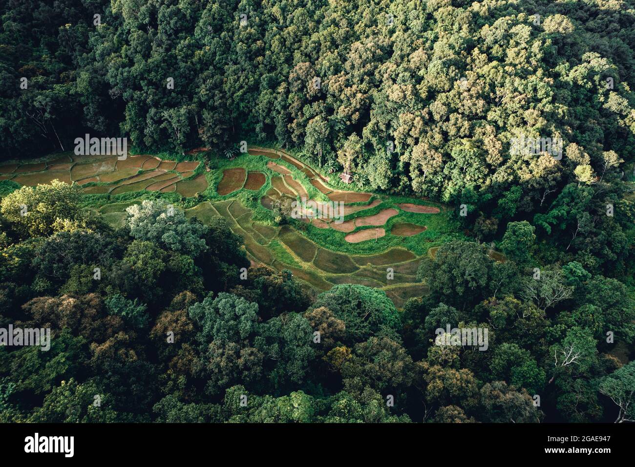 Aerial view of terraced rice fields in the forest Stock Photo - Alamy