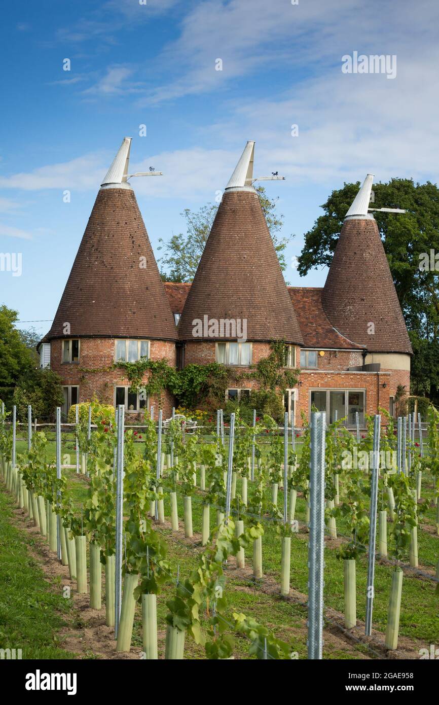Bodiam vines hi-res stock photography and images - Alamy