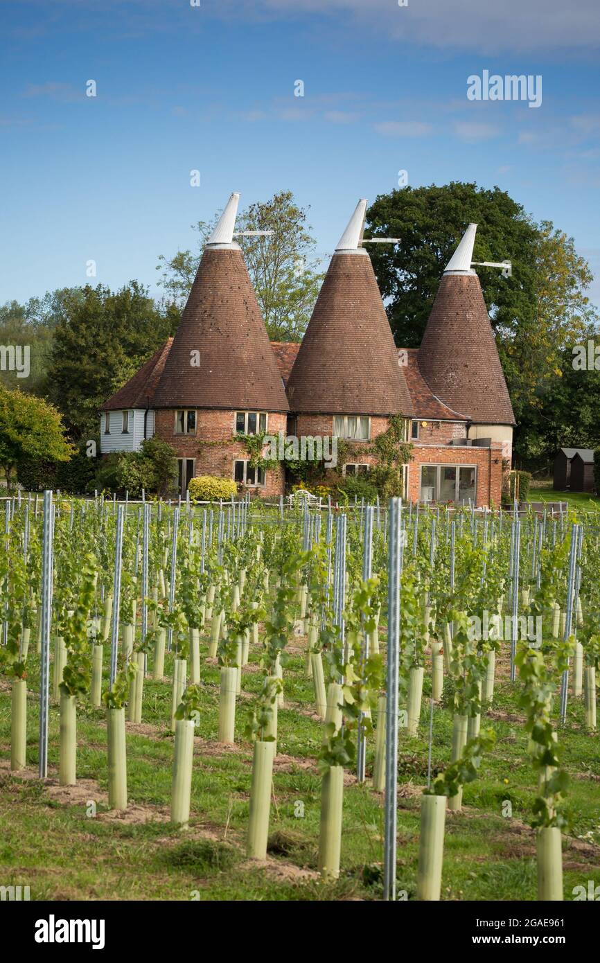 Bodiam vines hi-res stock photography and images - Alamy