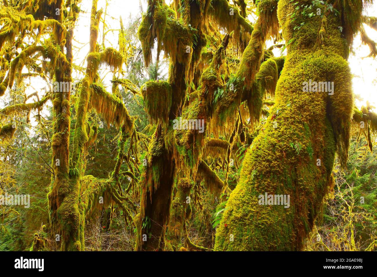 a exterior picture of an Pacific Northwest rainforest with Big leaf ...