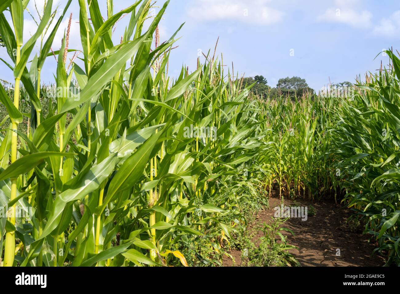 English summer maize crop hi-res stock photography and images - Alamy