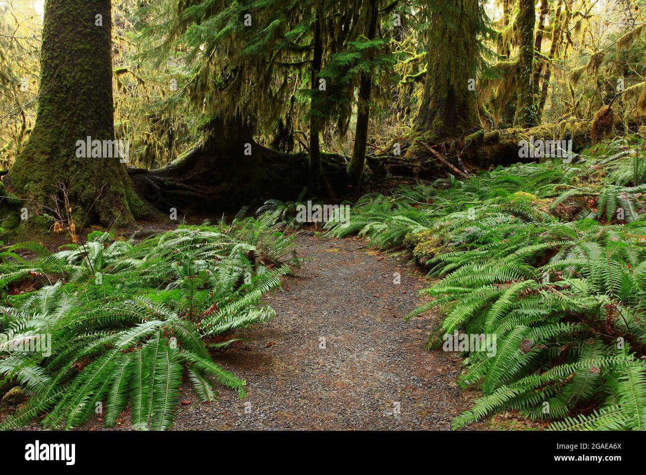 a exterior picture of an Pacific Northwest rainforest trail Stock Photo ...