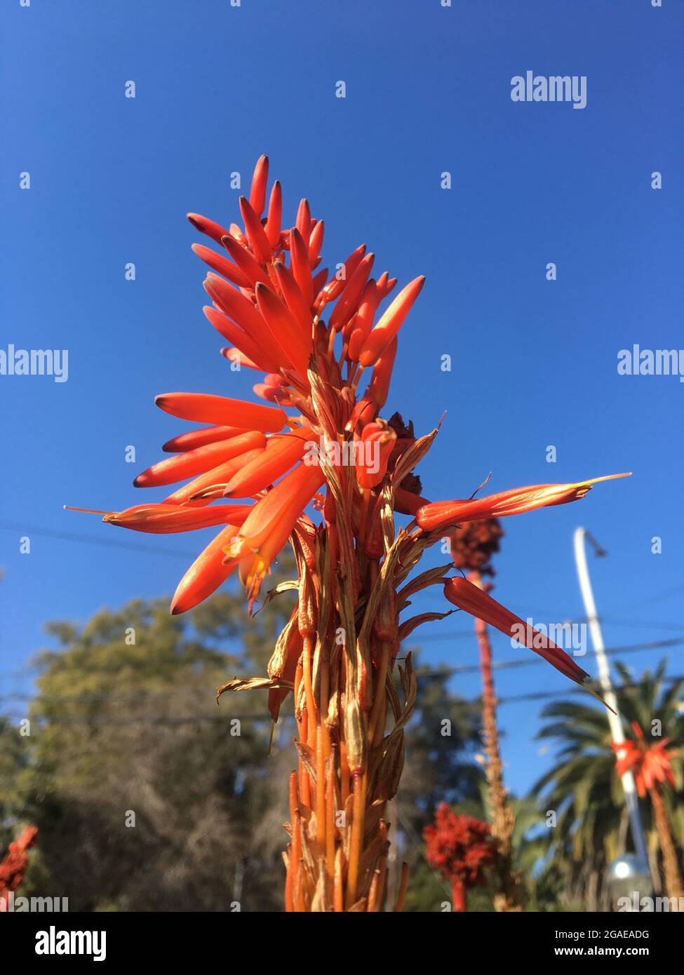 red aloe vera flower Stock Photo - Alamy