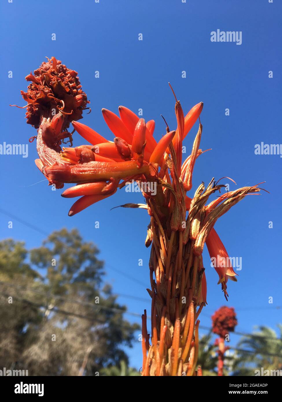 red aloe vera flower Stock Photo - Alamy