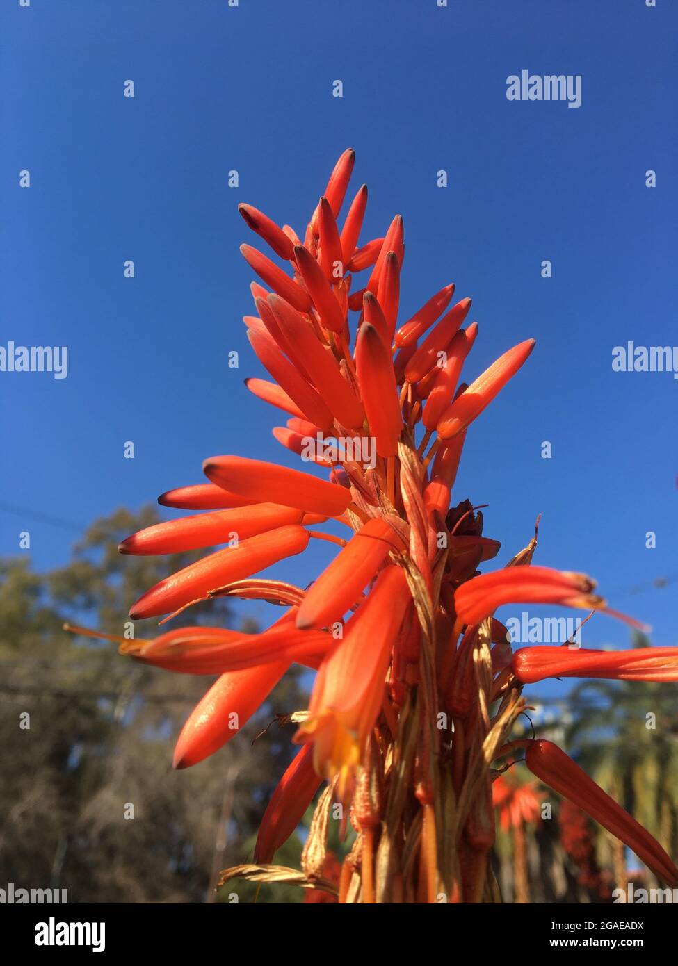 red aloe vera flower Stock Photo - Alamy
