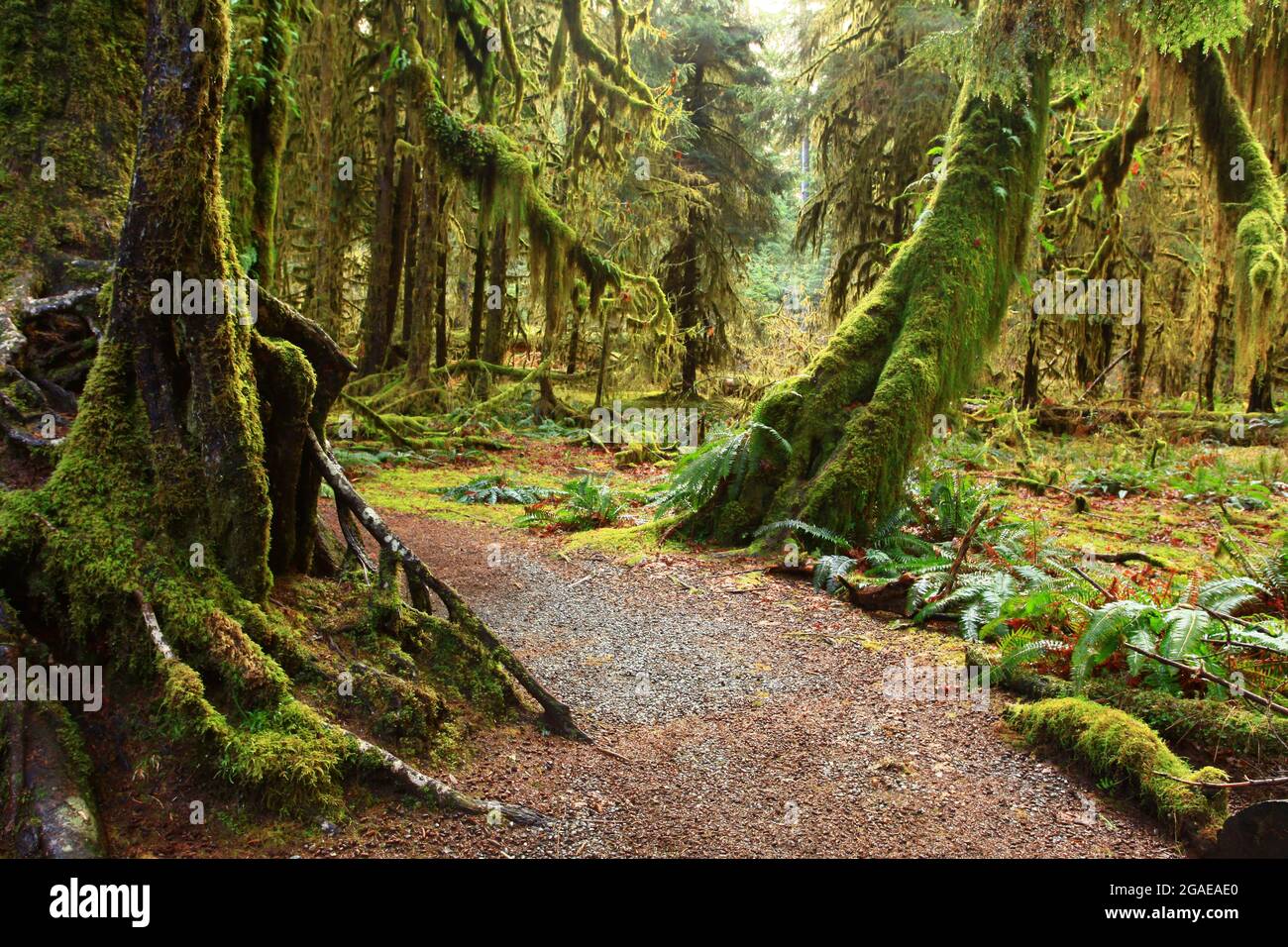 a exterior picture of an Pacific Northwest rainforest trail Stock Photo ...