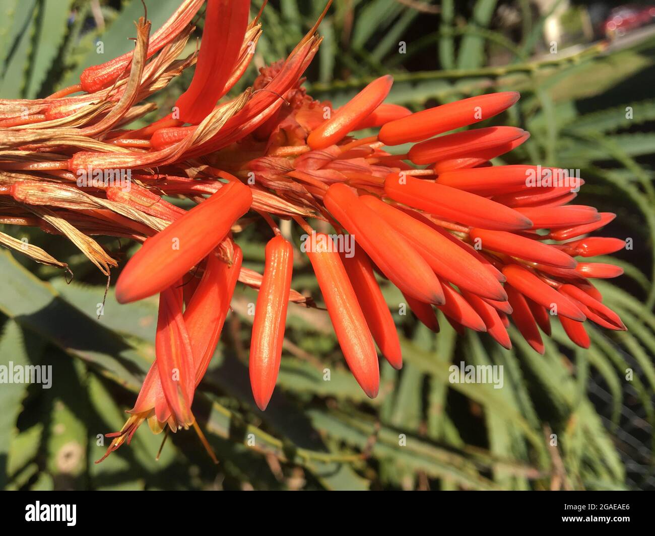 red aloe vera flower Stock Photo - Alamy