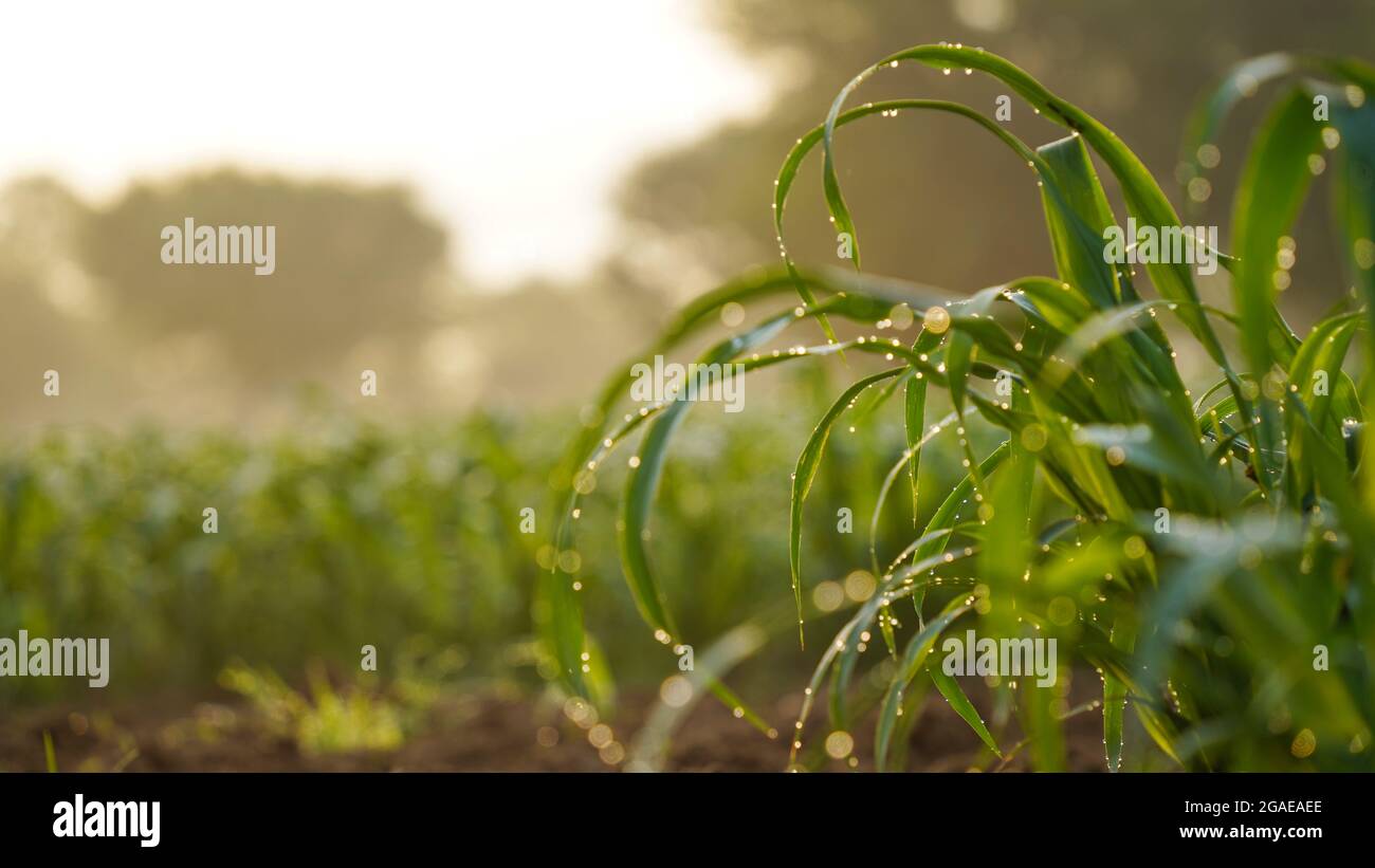Guinea corn hi-res stock photography and images - Alamy