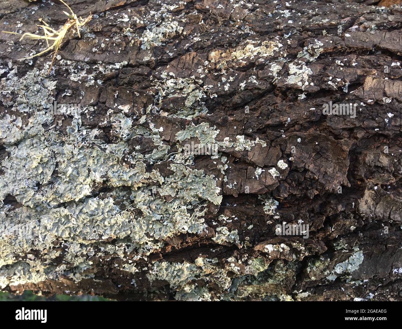 rough bark of a tree Stock Photo - Alamy
