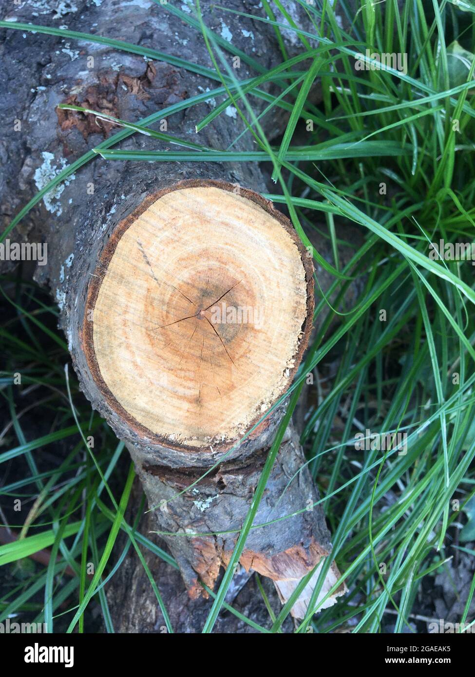 Log cross section annual hi-res stock photography and images - Alamy