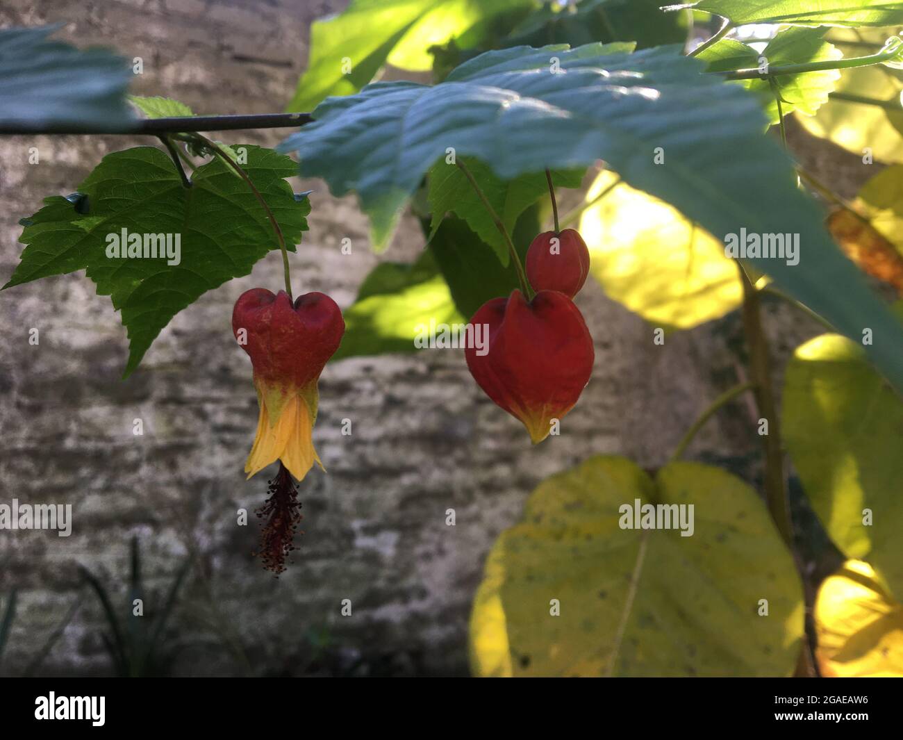 Flowers of an abutilon Stock Photo - Alamy