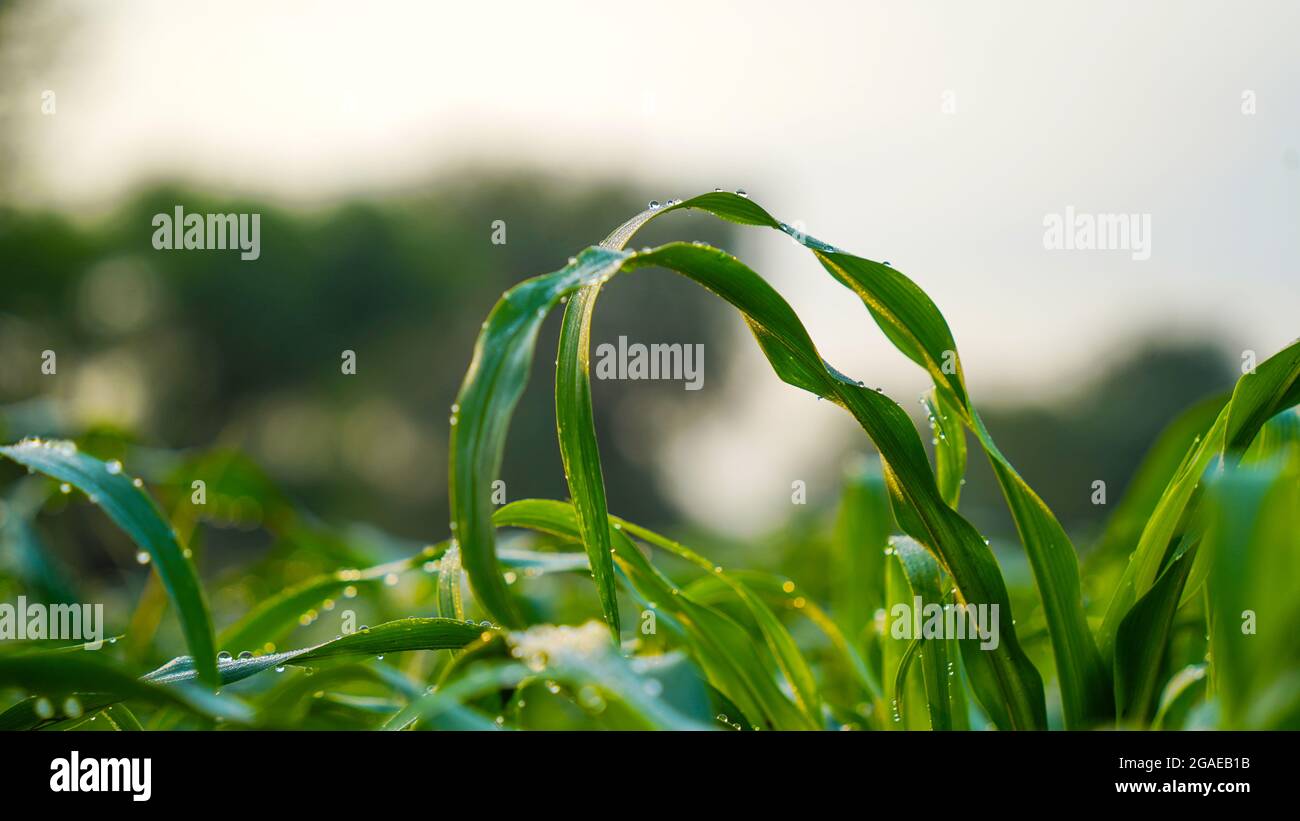 Millet crop hi-res stock photography and images - Alamy