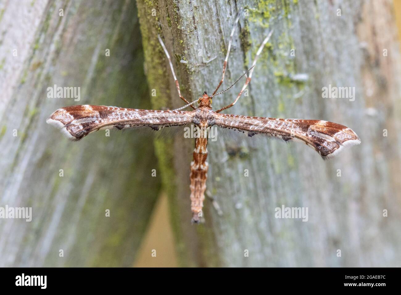Beautiful plume moths hi-res stock photography and images - Alamy