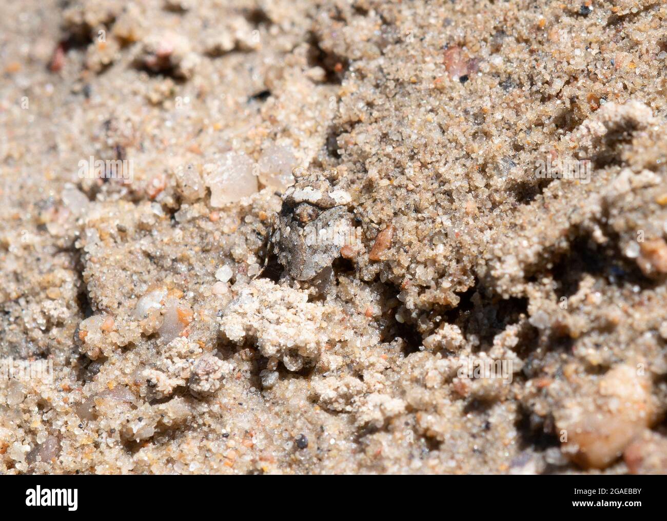 A Bug that Looks Like a Rock the Big-eyed Toad Bug (Gelastocoris ...