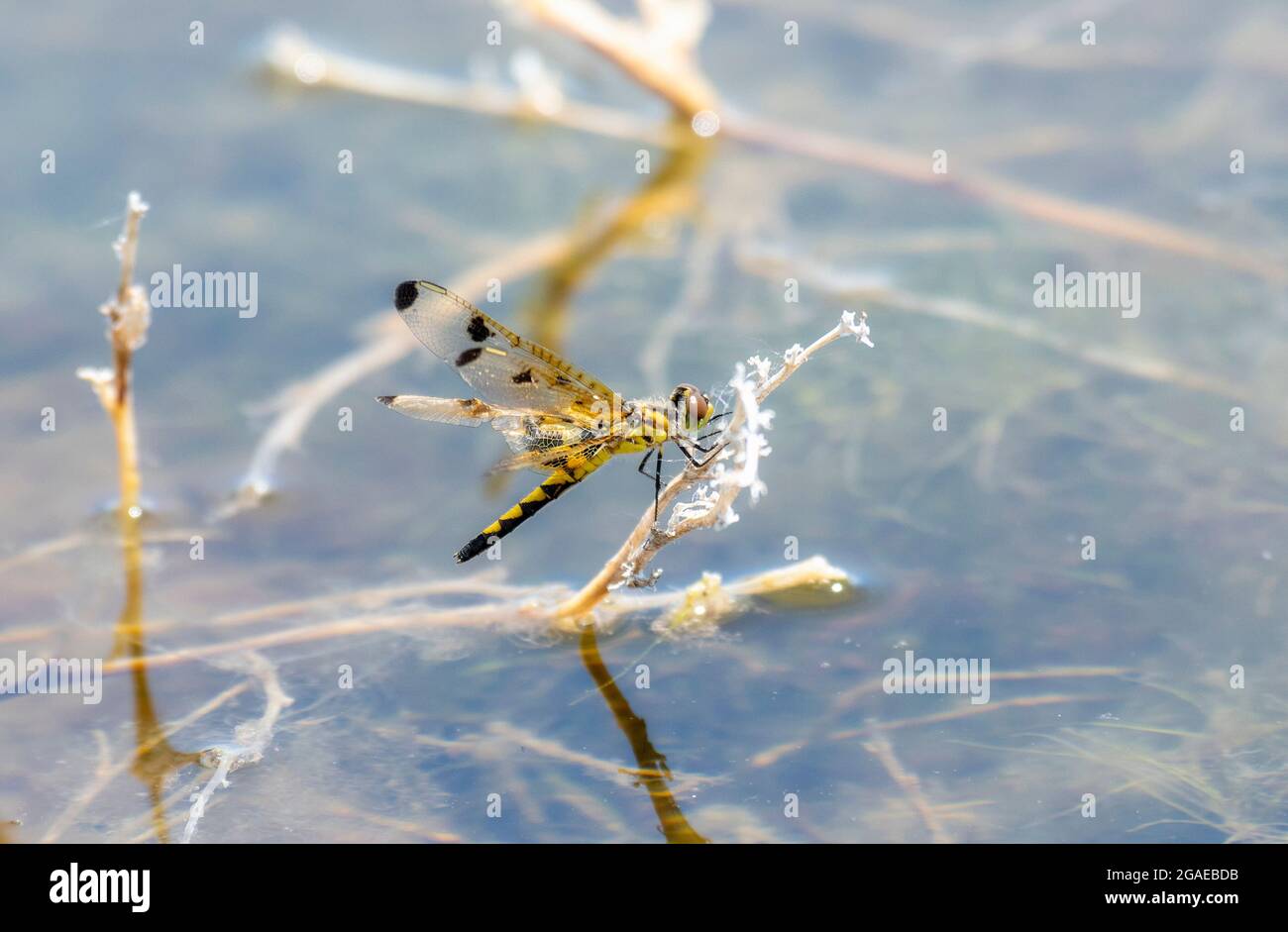 A Yellow Calico Pennant (Celithemis elisa) Dragonfly Perched on ...