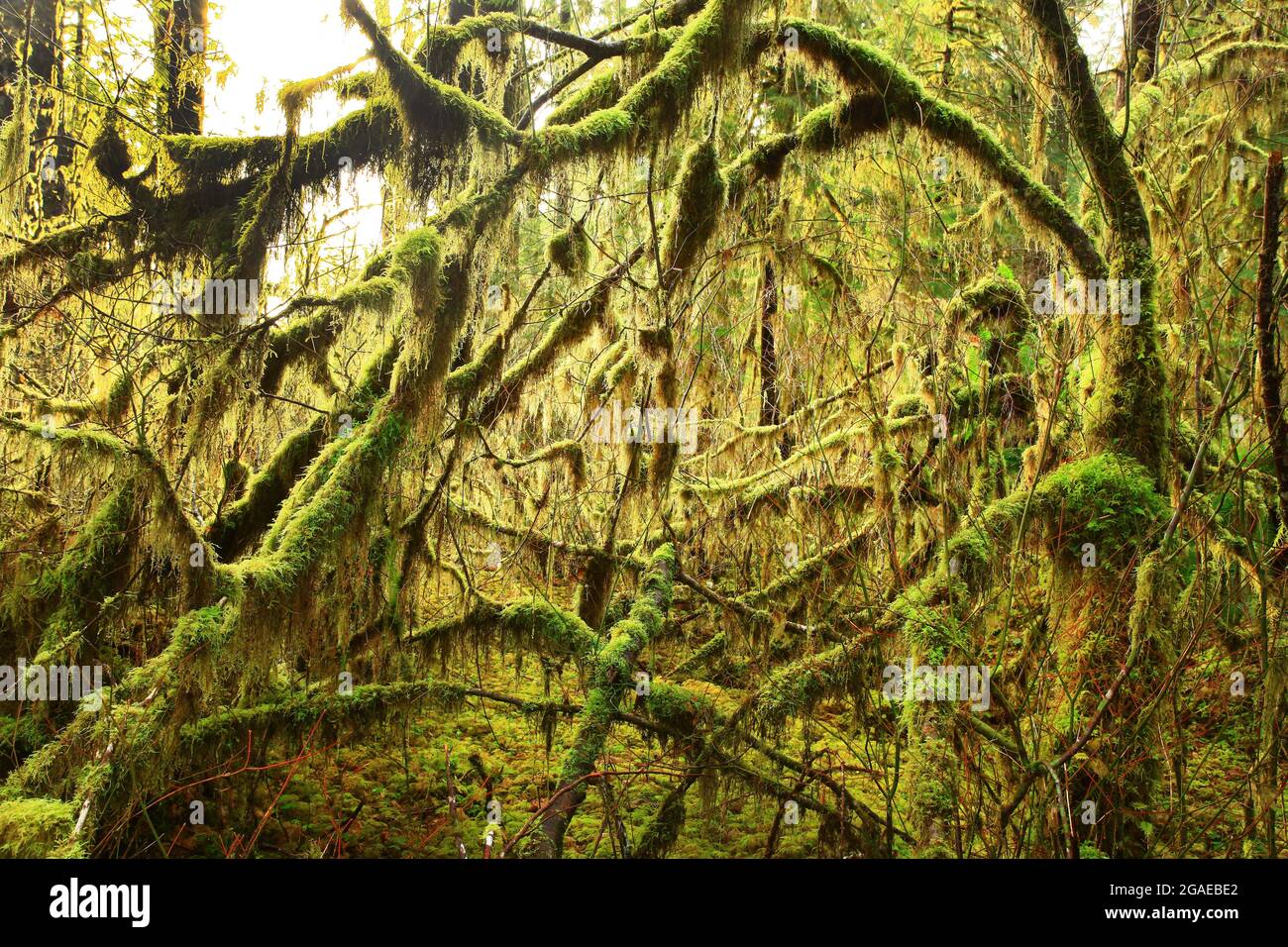 a exterior picture of an Pacific Northwest rainforest with mossy trees ...