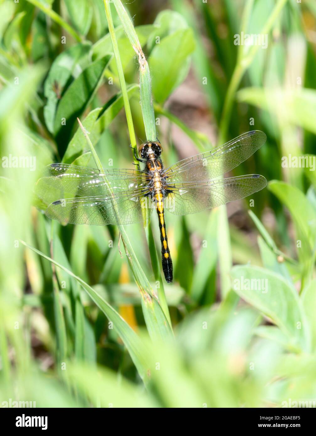 A Teneral Female Dot-tailed Whiteface (Leucorrhinia intacta) Dragonfly Perched on Vegetation ...