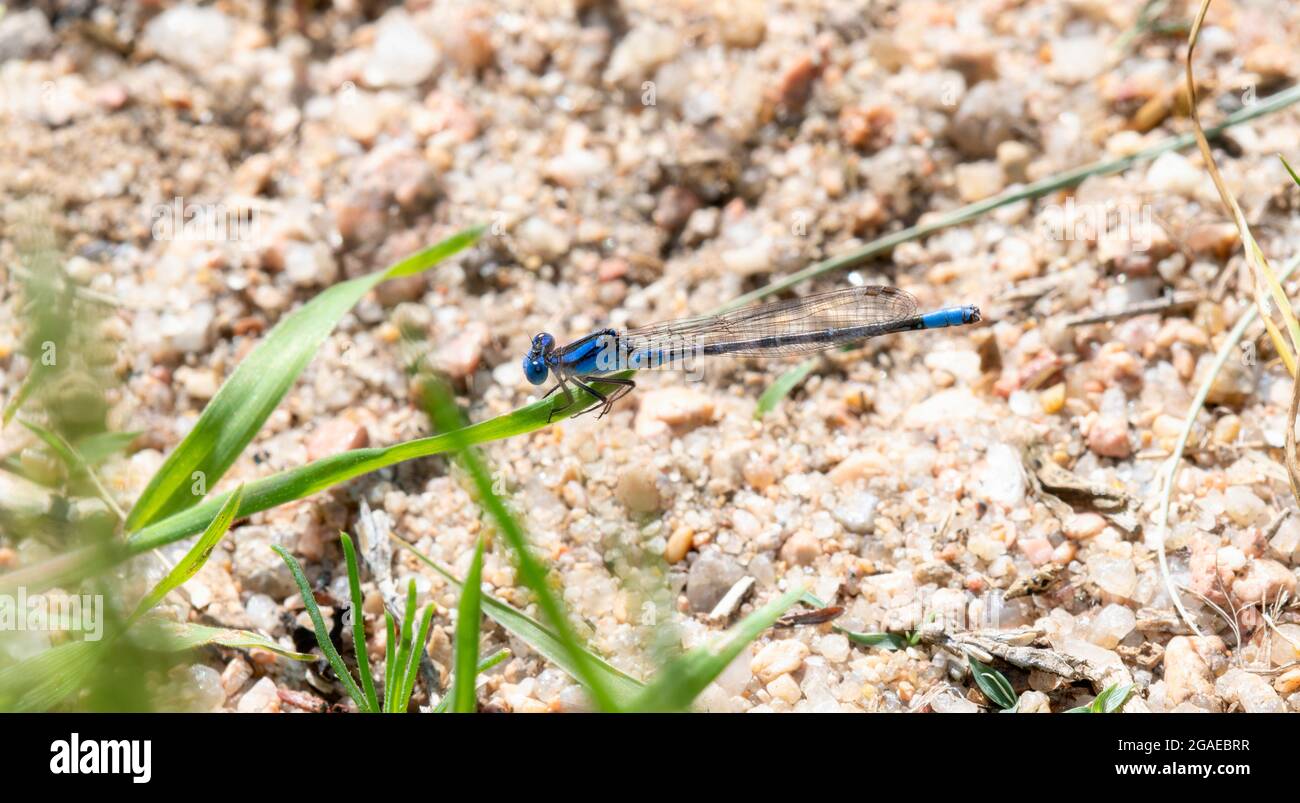 Argia alberta hi-res stock photography and images - Alamy