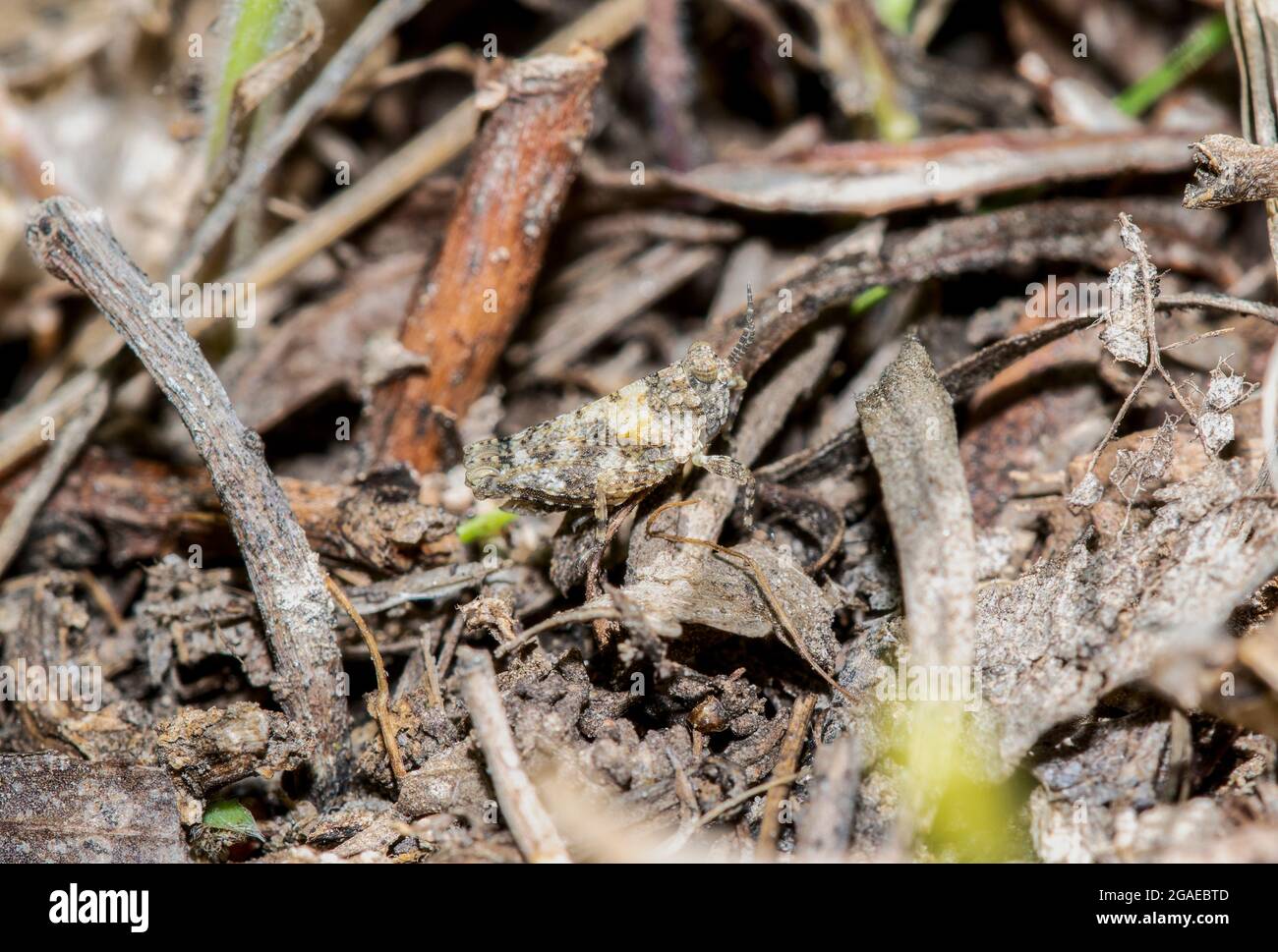 A Camouflaged Pygmy Grasshopper Hooded Grouse Locust (Paratettix ...