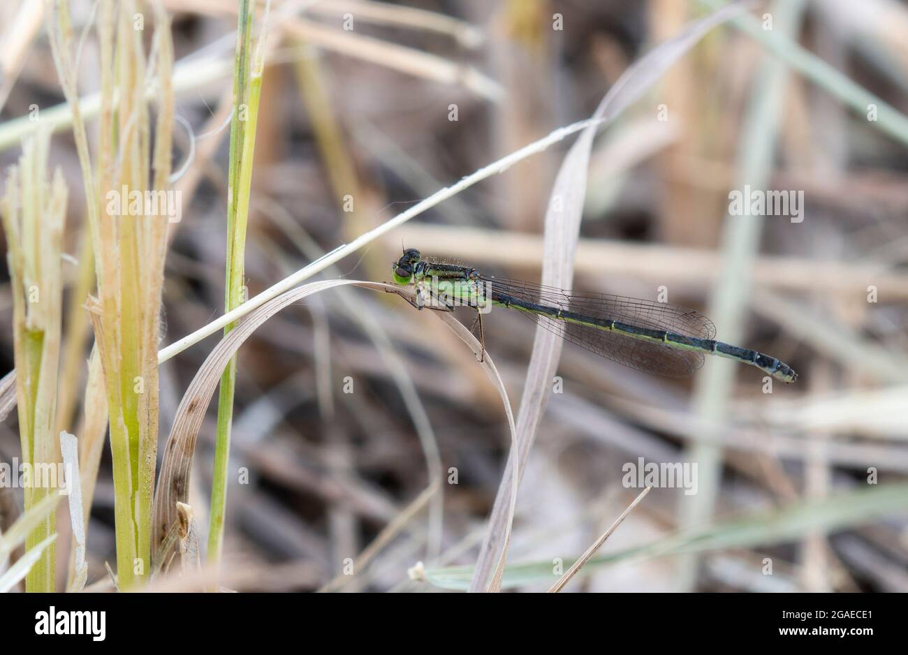 Perparva hi-res stock photography and images - Alamy