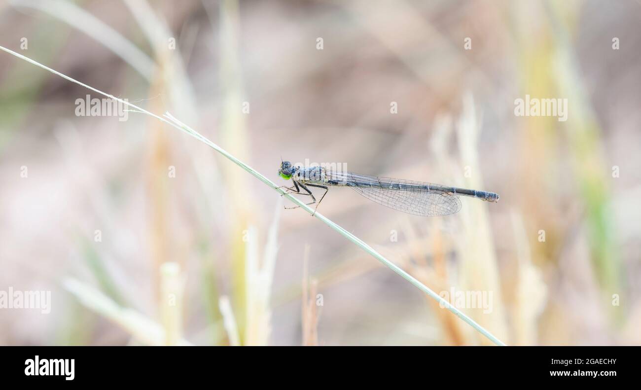 Perparva hi-res stock photography and images - Alamy