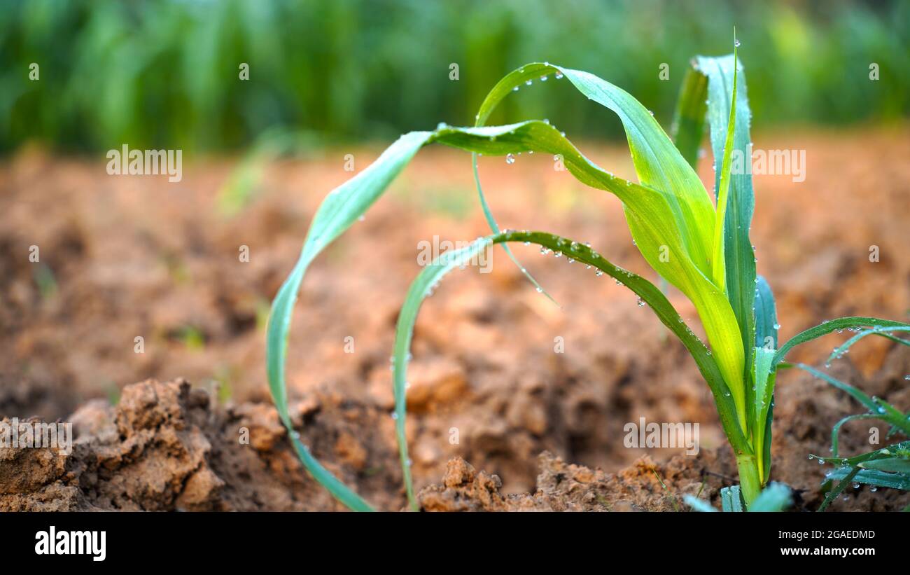 Awesome shot of green field. Grass background with water drops with ...