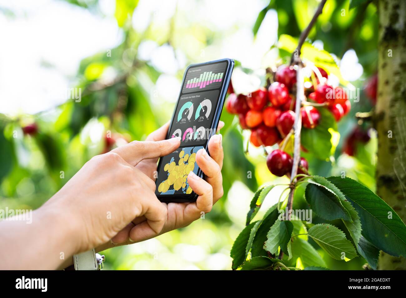 Smart Farming Digital Technology Agriculture App At Farm Stock Photo ...