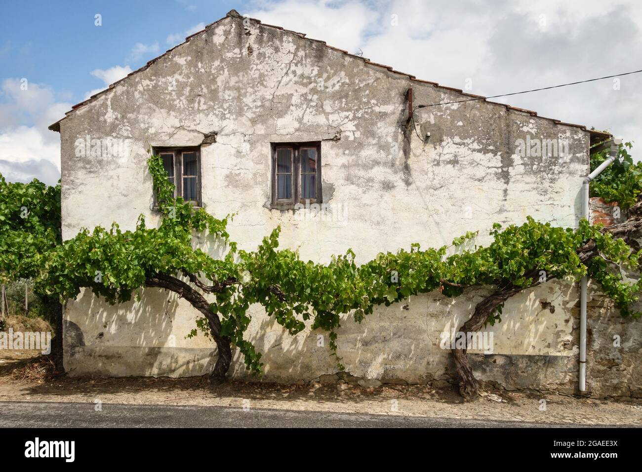 Old grapevine hi-res stock photography and images - Alamy