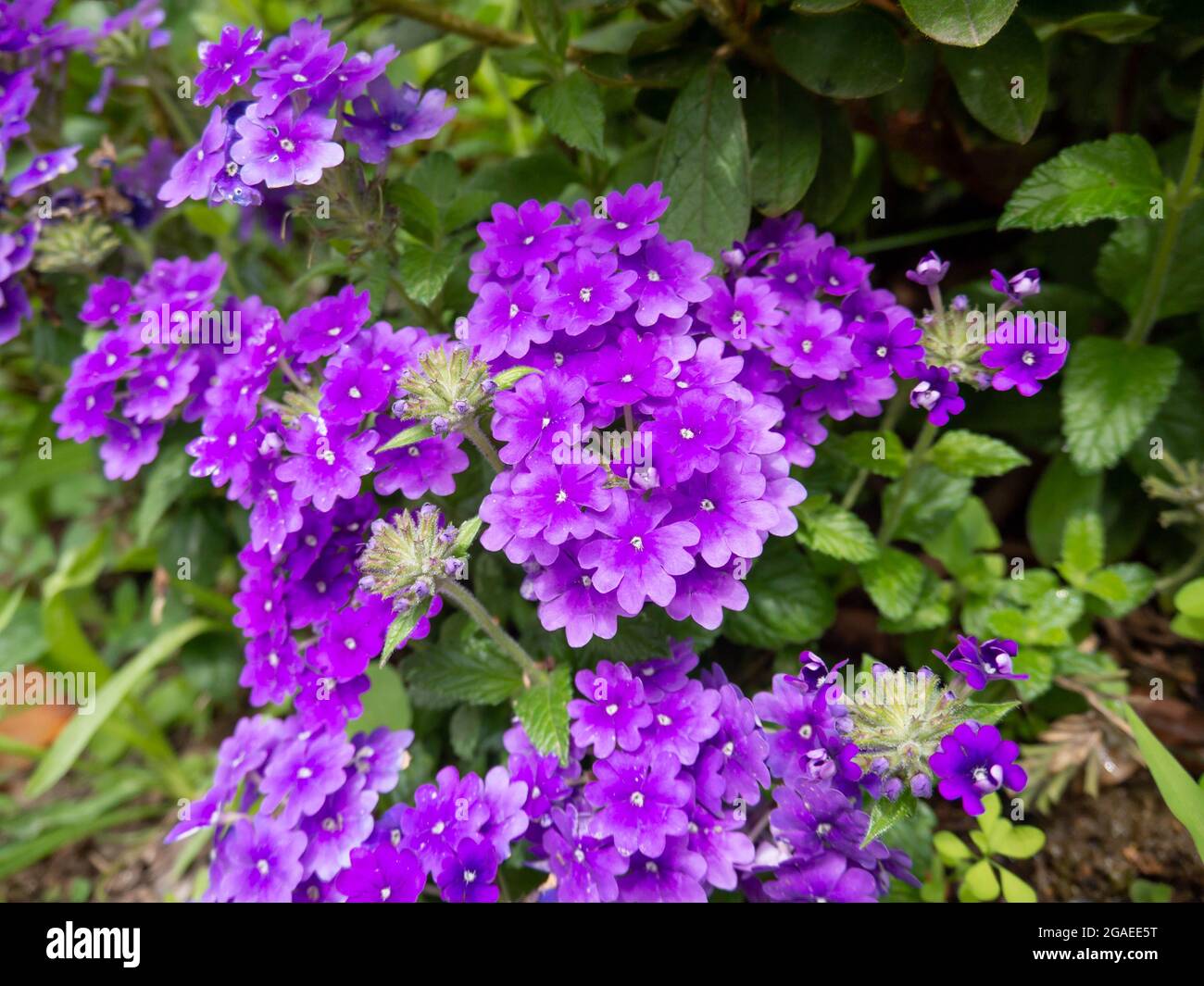 Purple verbena flowering plant with flowers and buds Stock Photo - Alamy