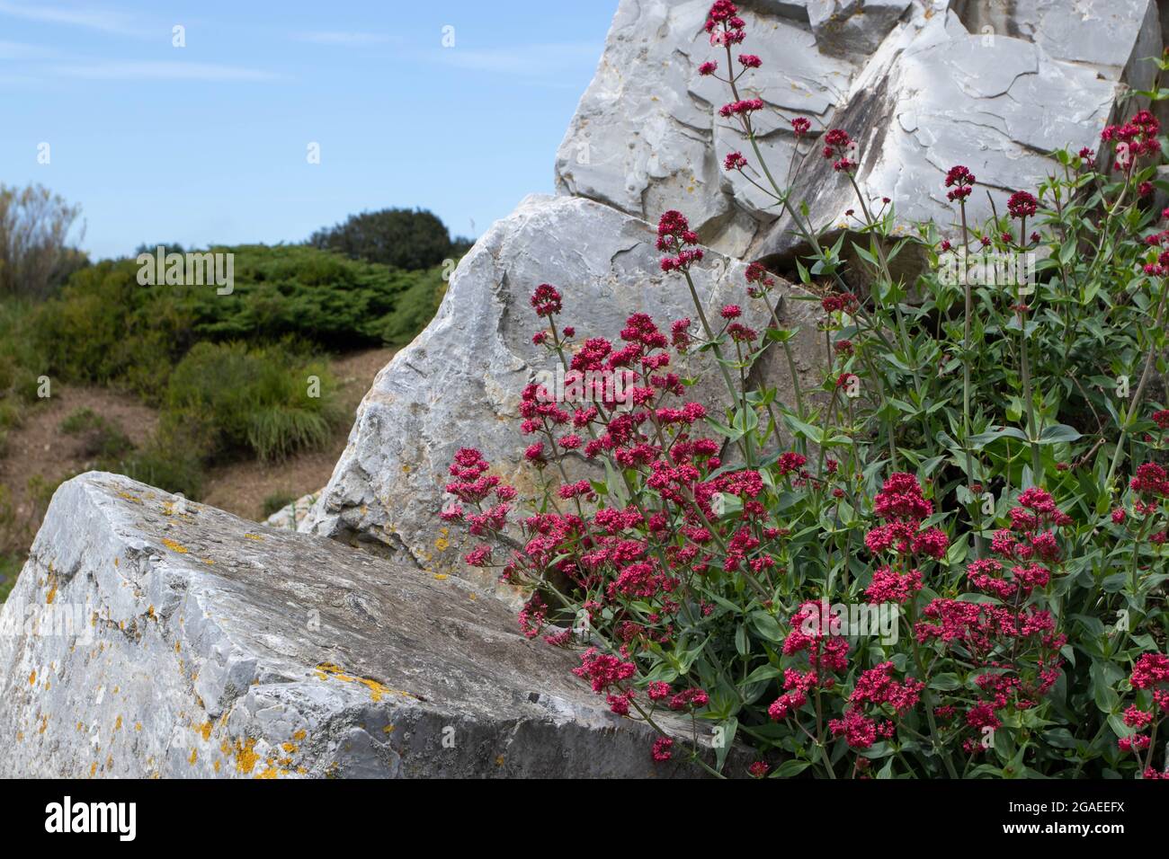 Red valerian flower hi-res stock photography and images - Alamy