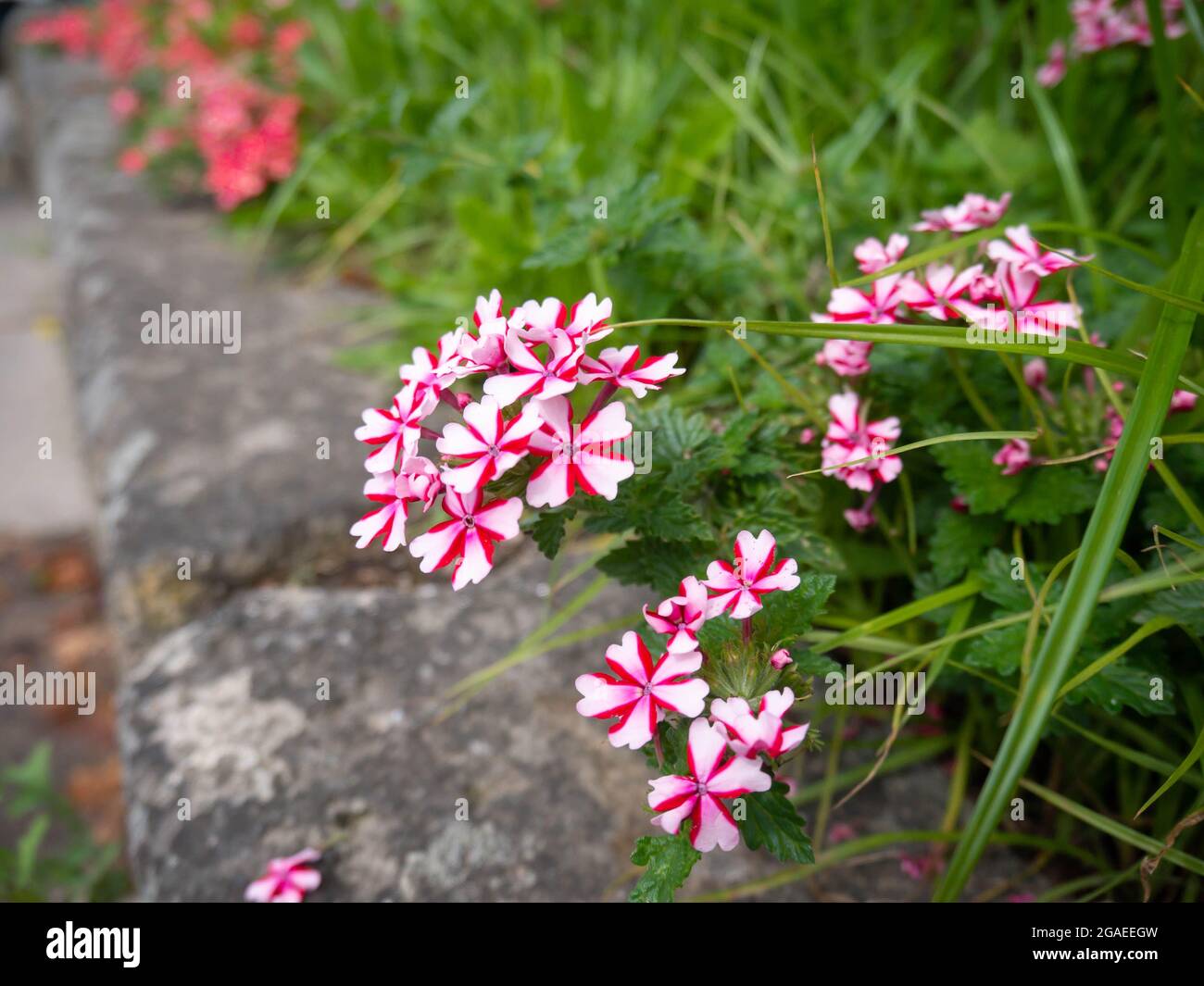 Red and white striped verbena flowering plant with flowers and buds in ...