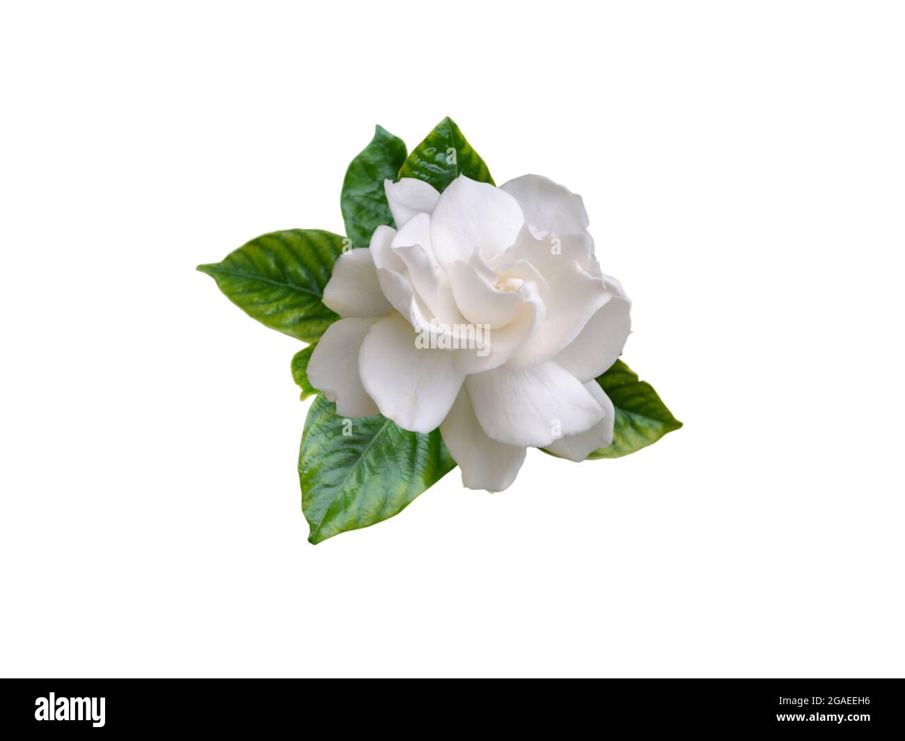 Gardenia jasminoides fragrant flower and leaves isolated on white Stock ...