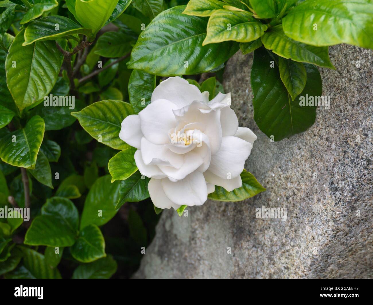 White gardenia blossom hi-res stock photography and images - Alamy