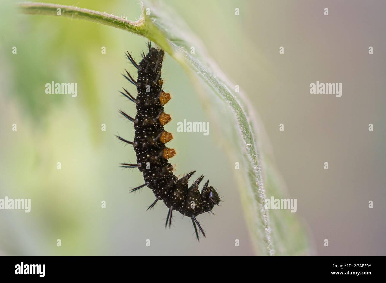 Peacock butterfly caterpillars, Inachis io, chrysalis forming under ...