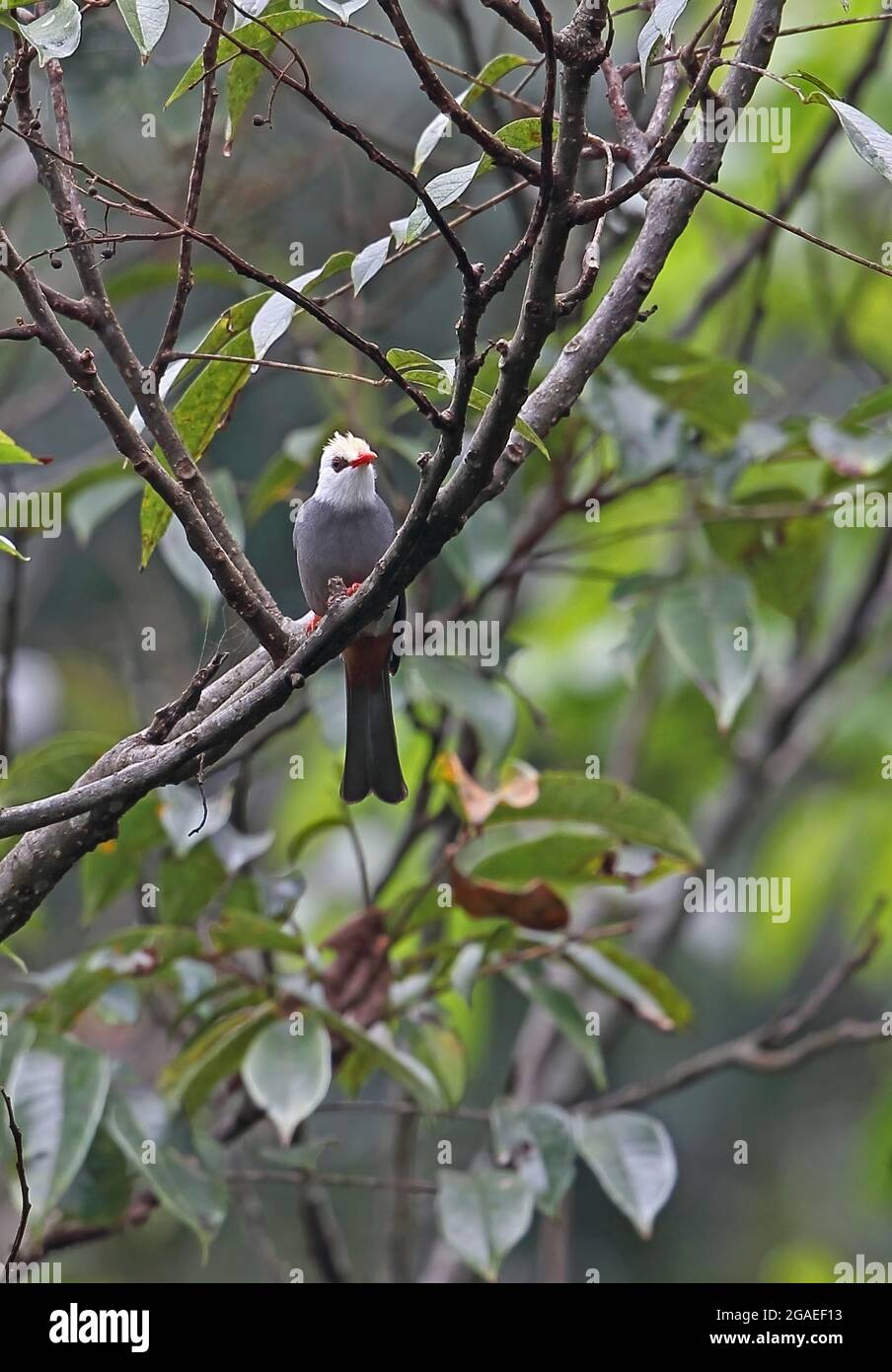 White-headed Bulbul (Cerasophila thompsoni) adult perched in fruiting ...