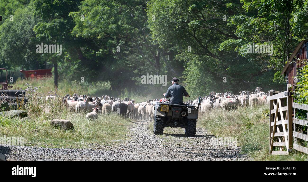 Sheep Riding A Bike