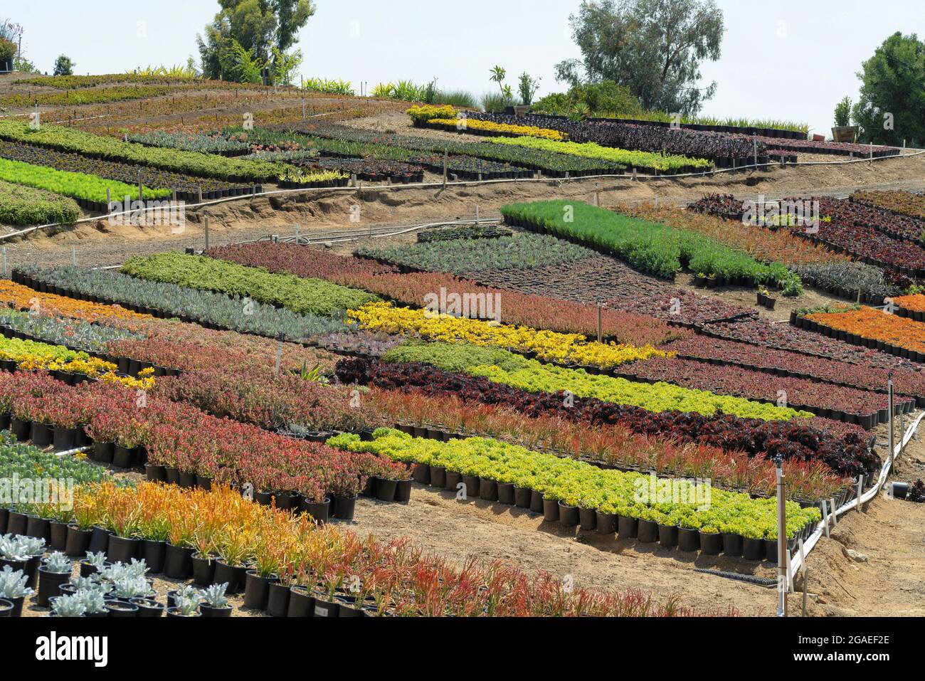 Scenic view of assortments of plants in pots in an open field Stock ...
