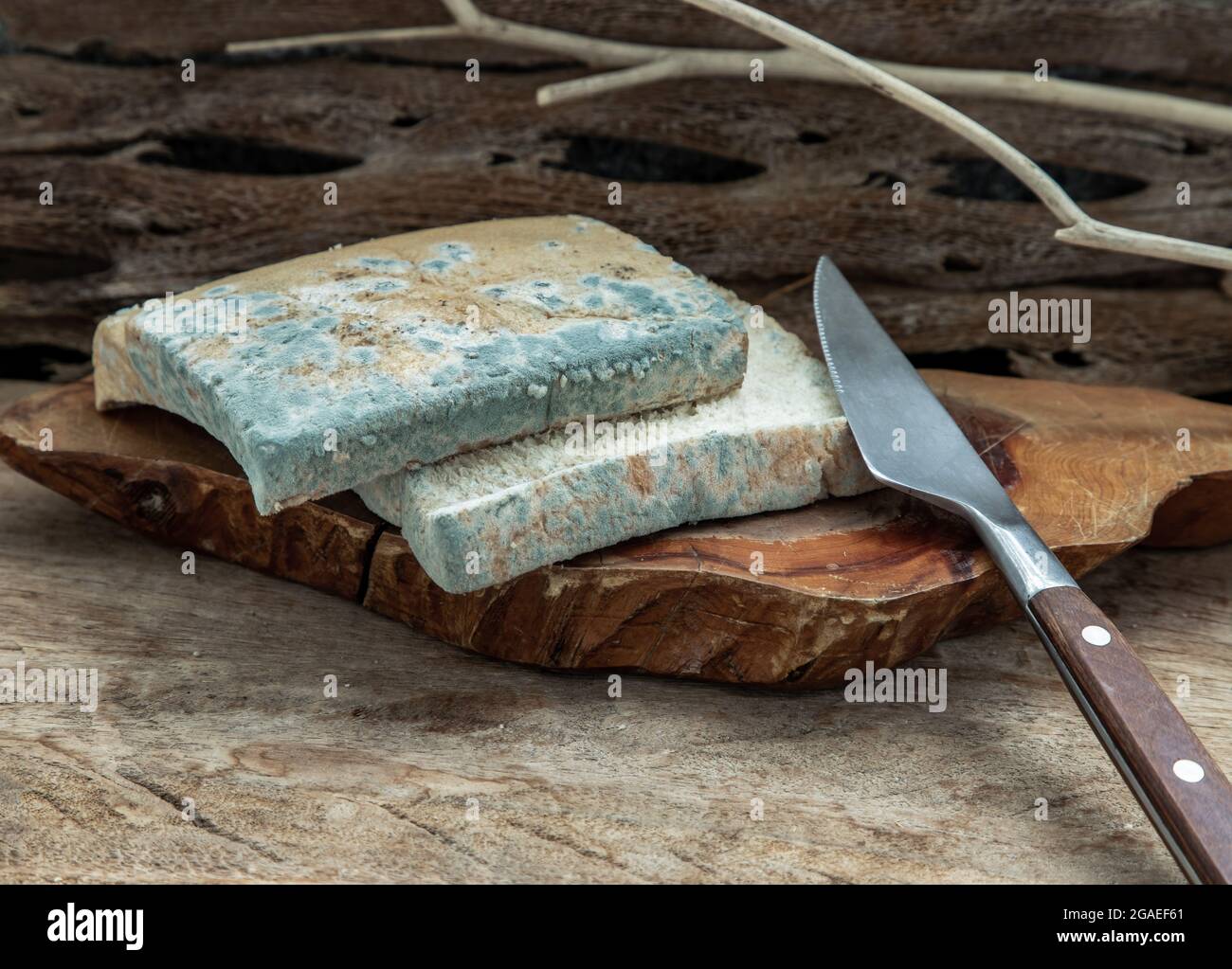 Mold growing rapidly on Moldy bread slices in green and white spores ...