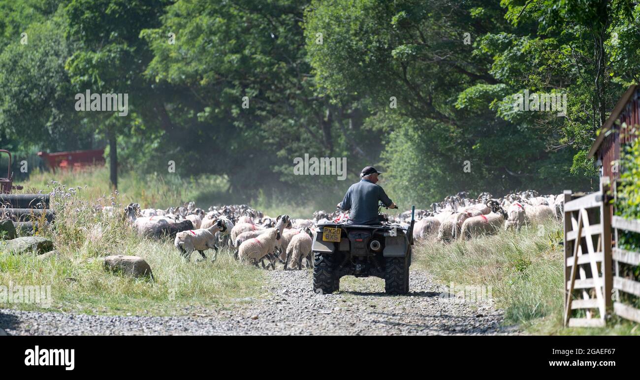 Shepherd on quad bike sheep hi-res stock photography and images - Alamy