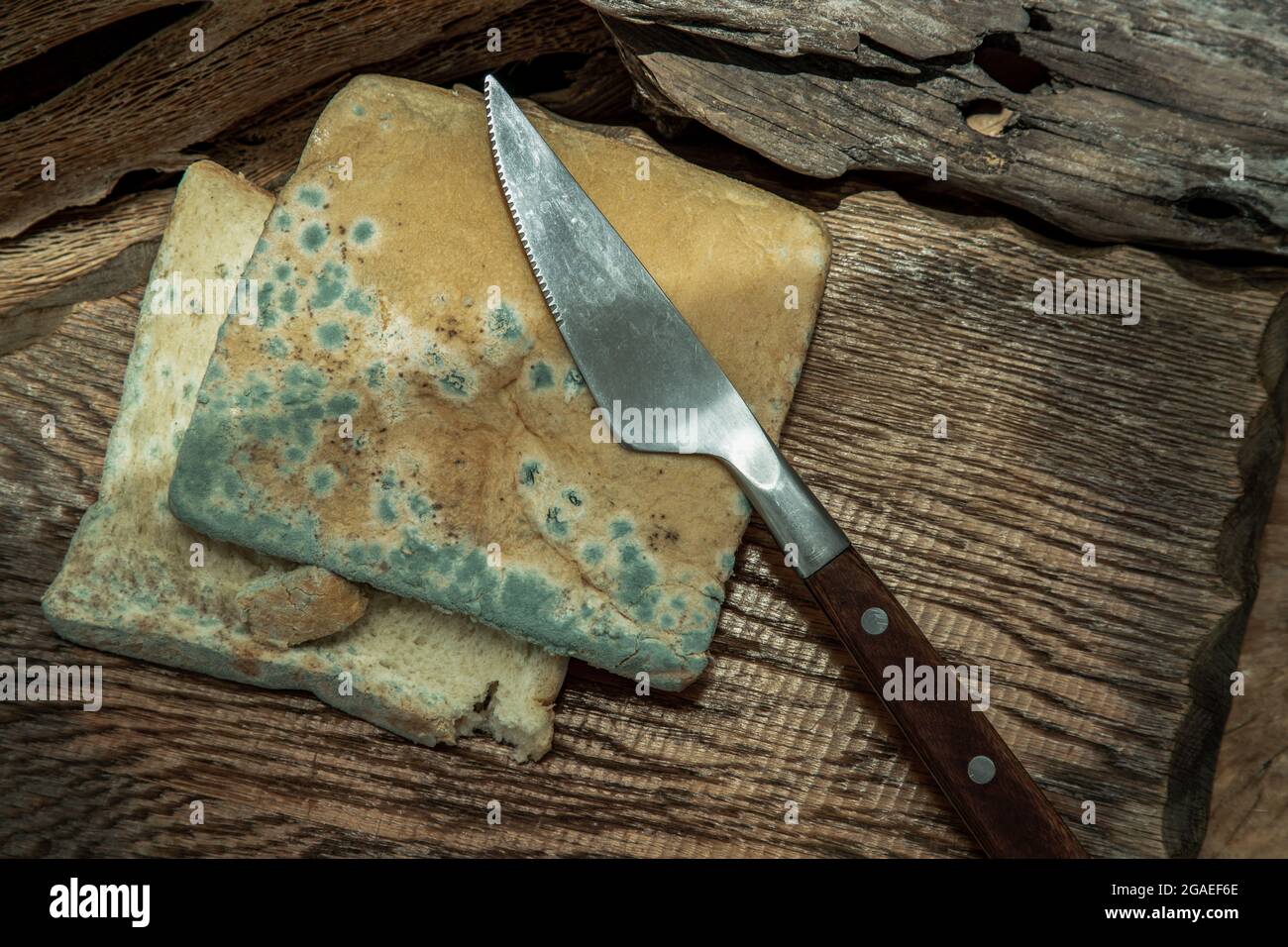Mold growing rapidly on Moldy bread slices in green and white spores ...