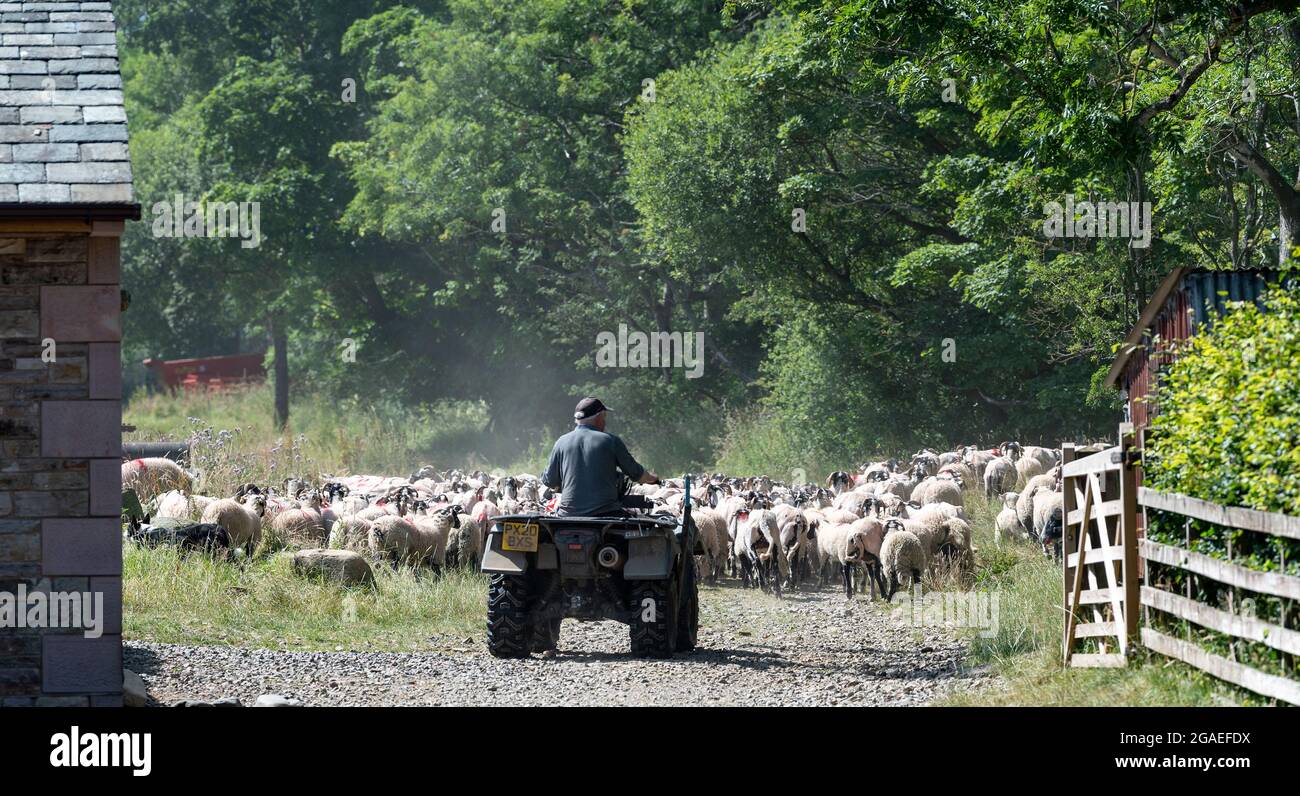 Farmer on quad bike taking flock of sheep up a farm track, Cumbria, UK Stock Photo - Alamy