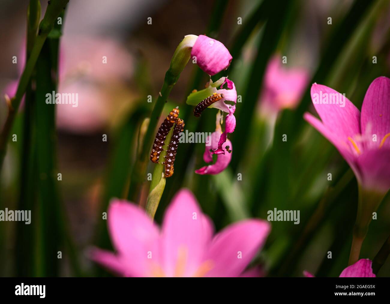 The Indian lily moth (Polytela gloriosae) caterpillar is a moth of the ...