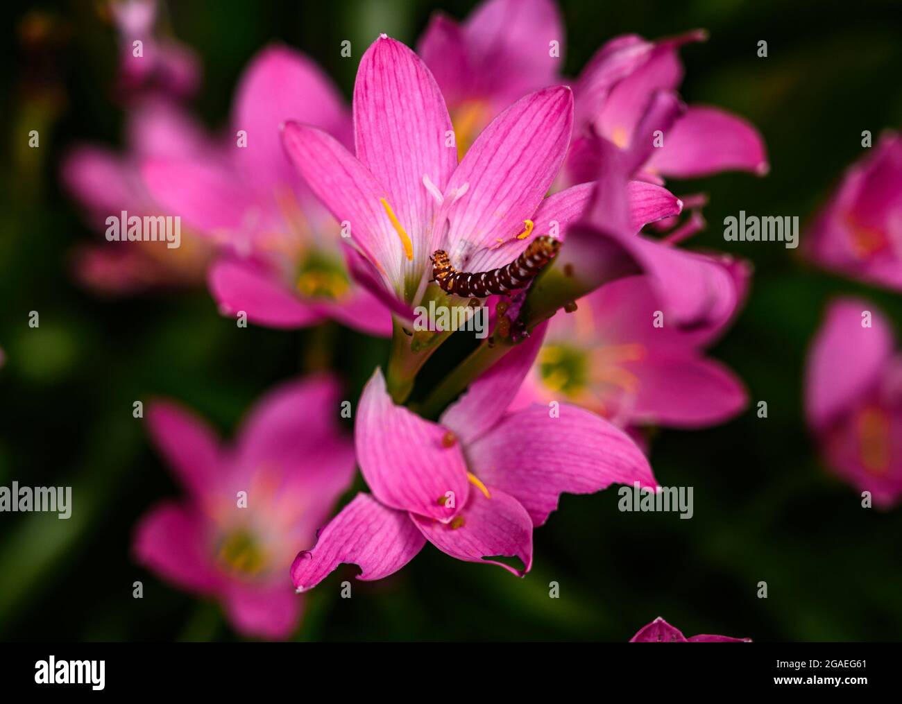 The Indian lily moth (Polytela gloriosae) caterpillar is a moth of the ...