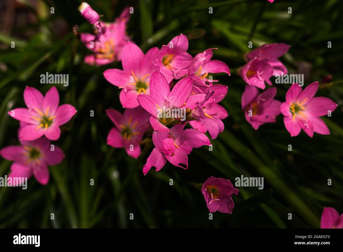 The Indian lily moth (Polytela gloriosae) caterpillar is a moth of the ...