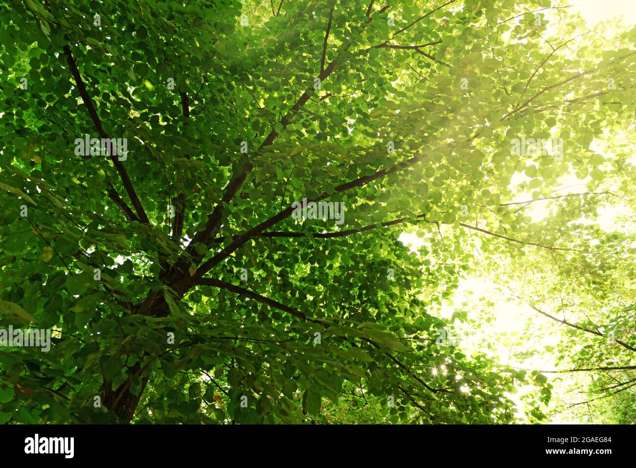 Green tree crown closeup Stock Photo - Alamy
