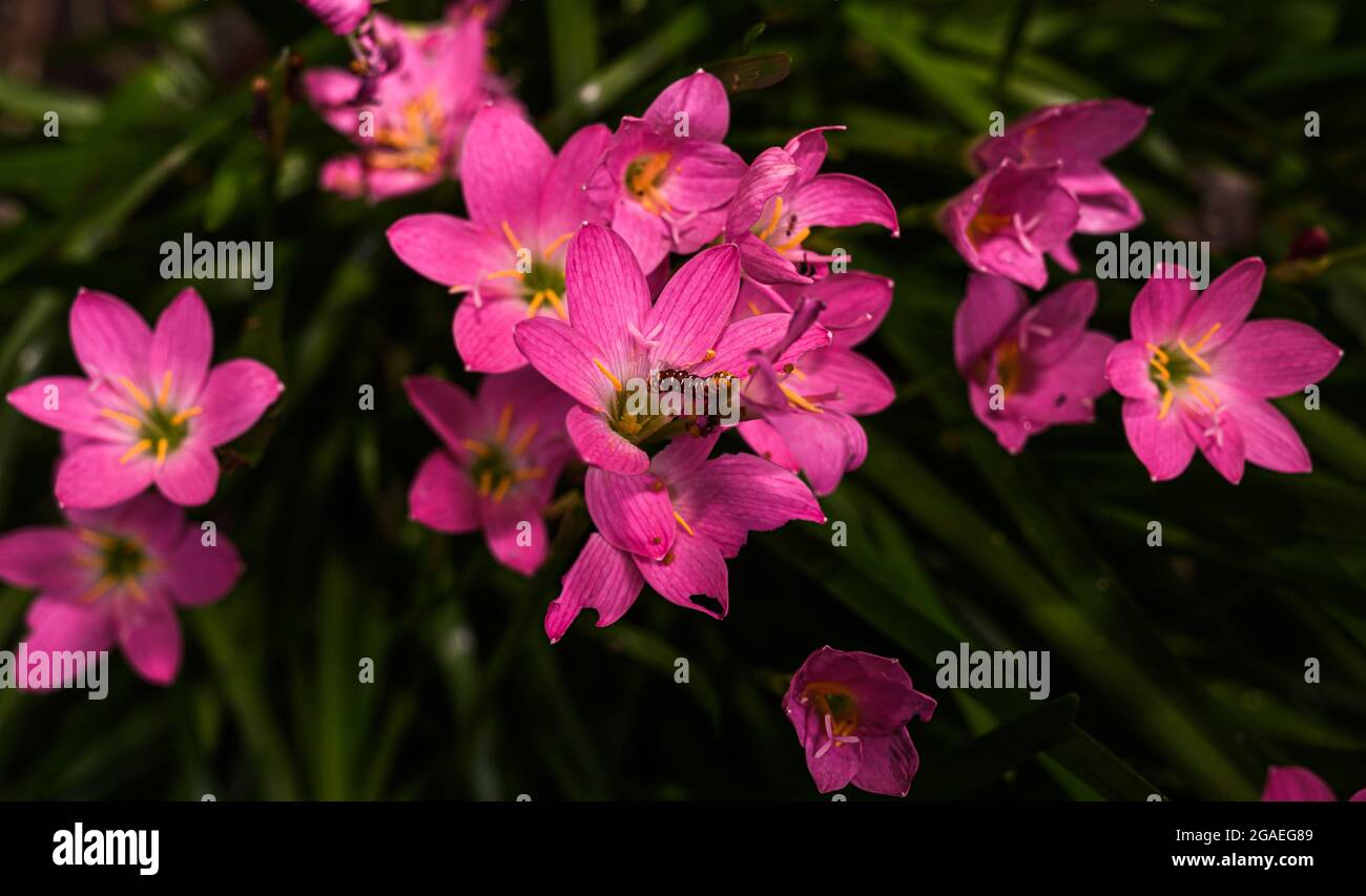 The Indian lily moth (Polytela gloriosae) caterpillar is a moth of the ...